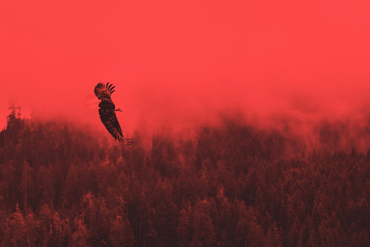 A Schema of Right-Wing Extremism in the United States | International ...